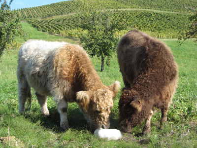 Vaches Galloways black belted & duns