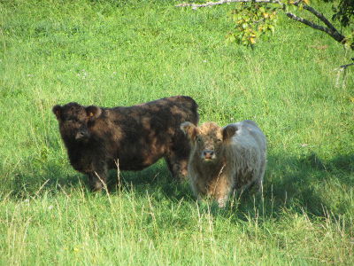 Vaches Galloways black belted & duns
